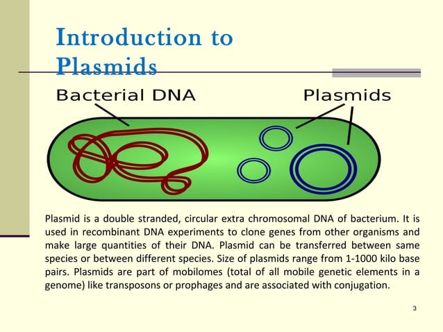 Plasmid isolation | PPT