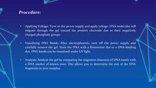 Plasmid Isolation And Gel Electrophoresis.pptx