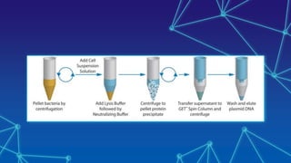 Plasmid Isolation And Gel Electrophoresis.pptx