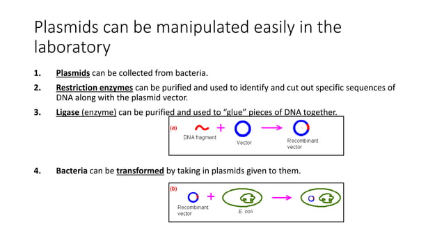 Plasmid Ppt