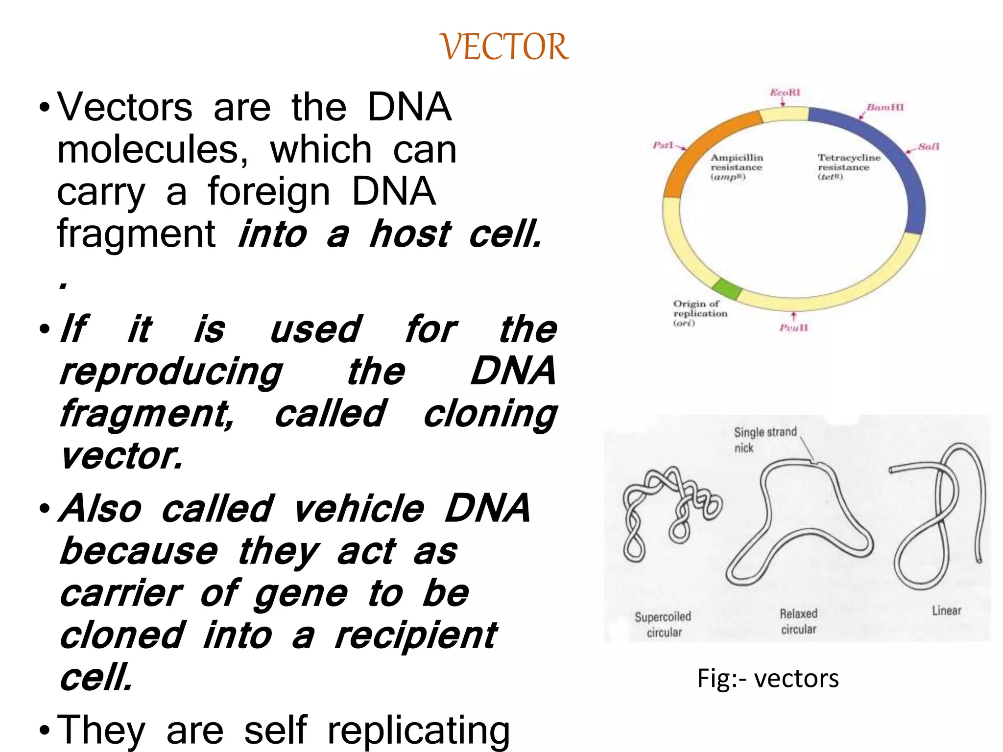 Plasmid & phage vector | PPTX