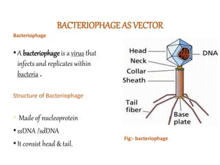 Plasmid & phage vector | PPTX
