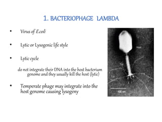 Plasmid & phage vector | PPTX