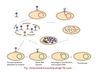 Plasmid & phage vector | PPTX