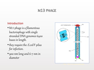 Plasmid & phage vector | PPTX