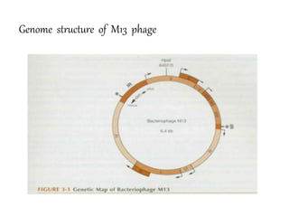 Plasmid & phage vector | PPTX