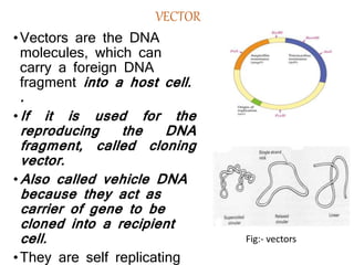 Plasmid & phage vector | PPTX