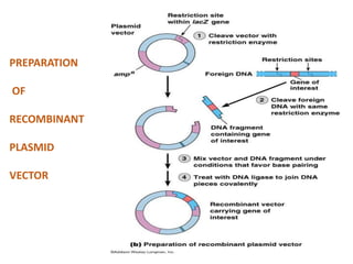 Plasmid Vector