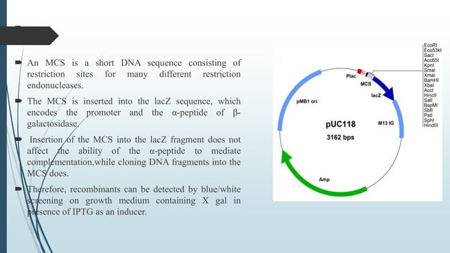 PLASMIDS AND VECTORS | PPTX