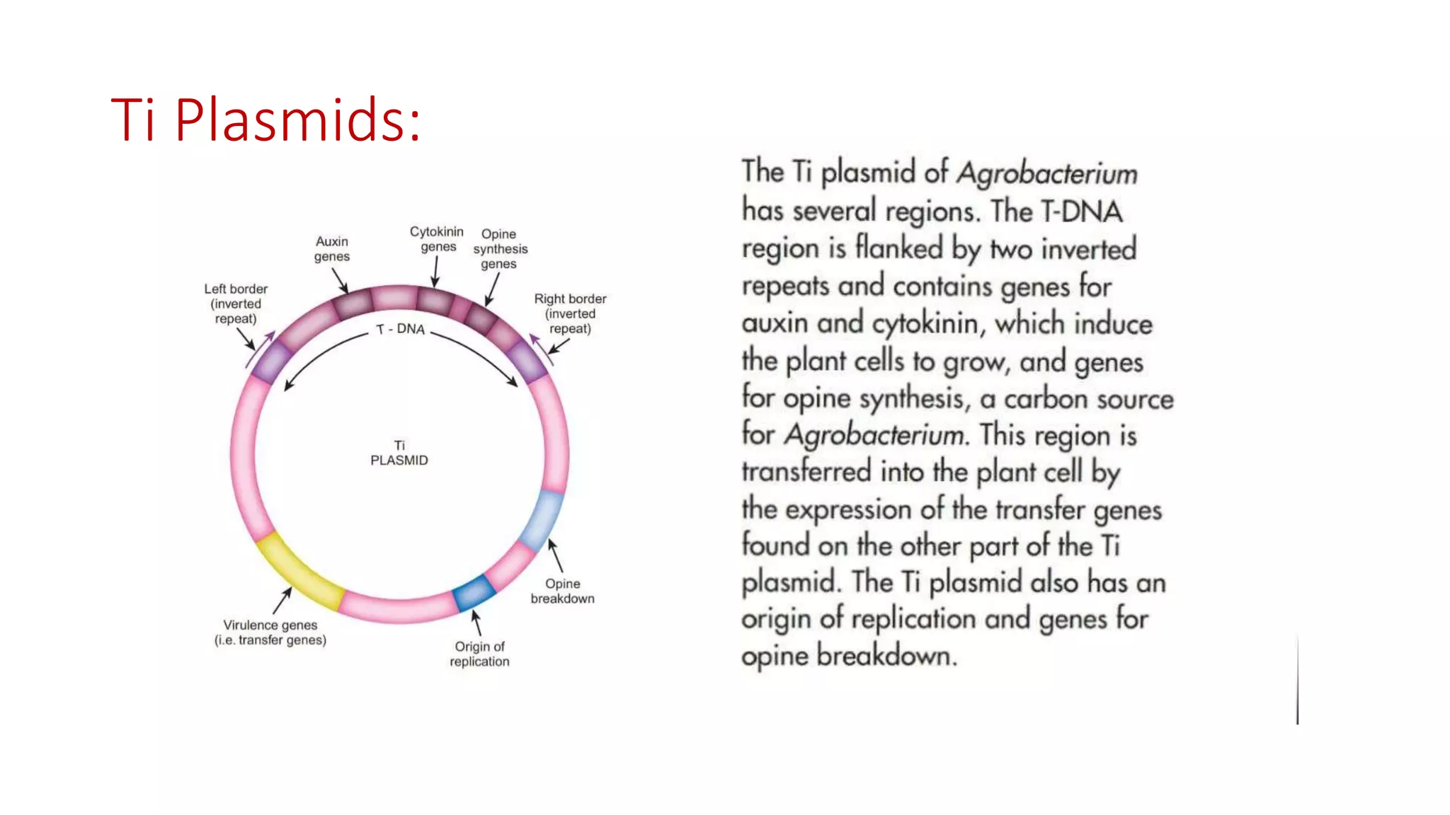 Plasmid ppt.pptx