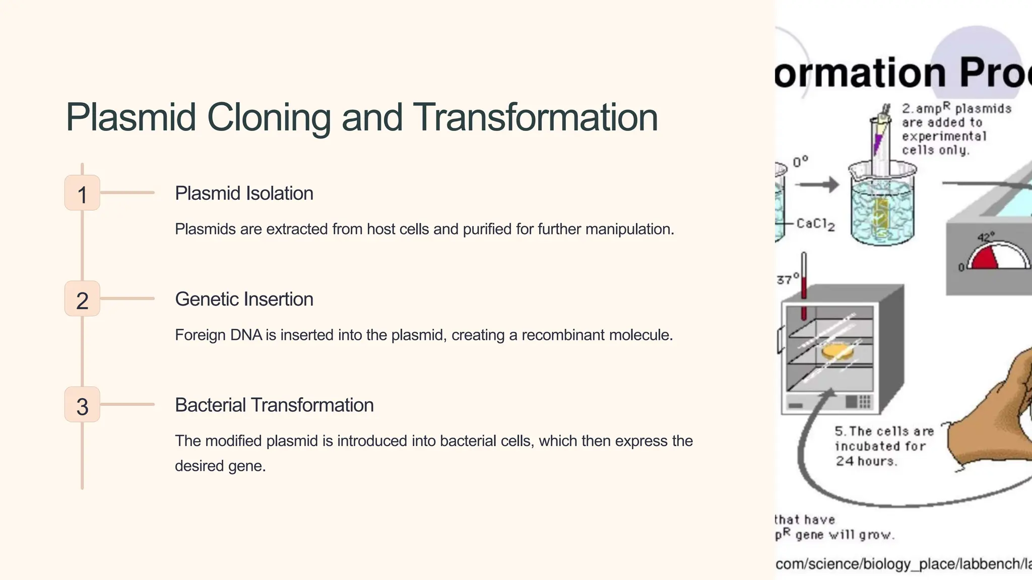 Plasmid Preparation Troubleshooting: Overcoming Common Challenges | PDF