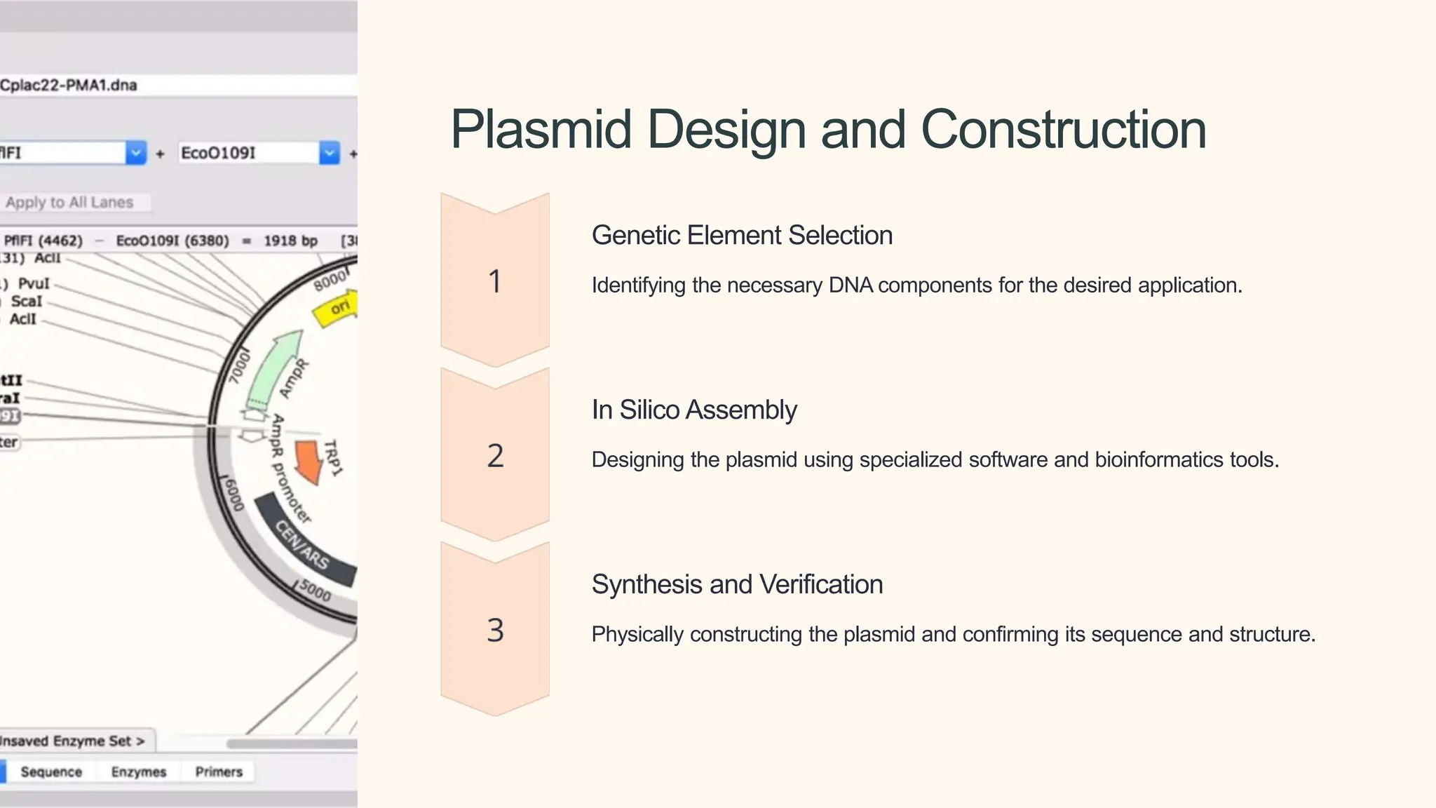 Plasmid Preparation Troubleshooting: Overcoming Common Challenges | PDF
