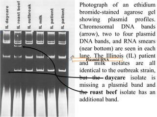 Profile Plasmid Profile Analysis - Print.pptx