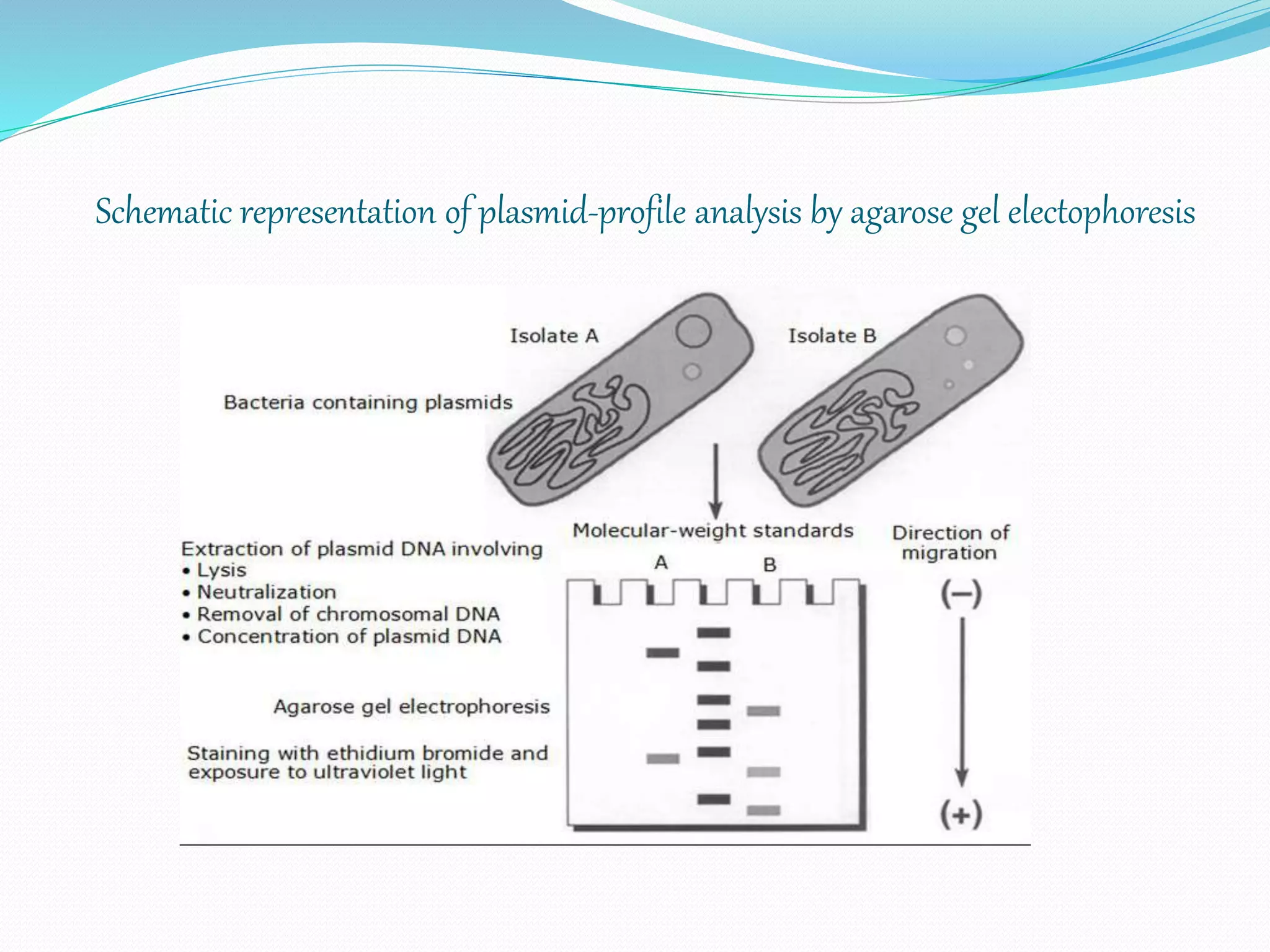 Plasmid profile analysis overview | PPTX