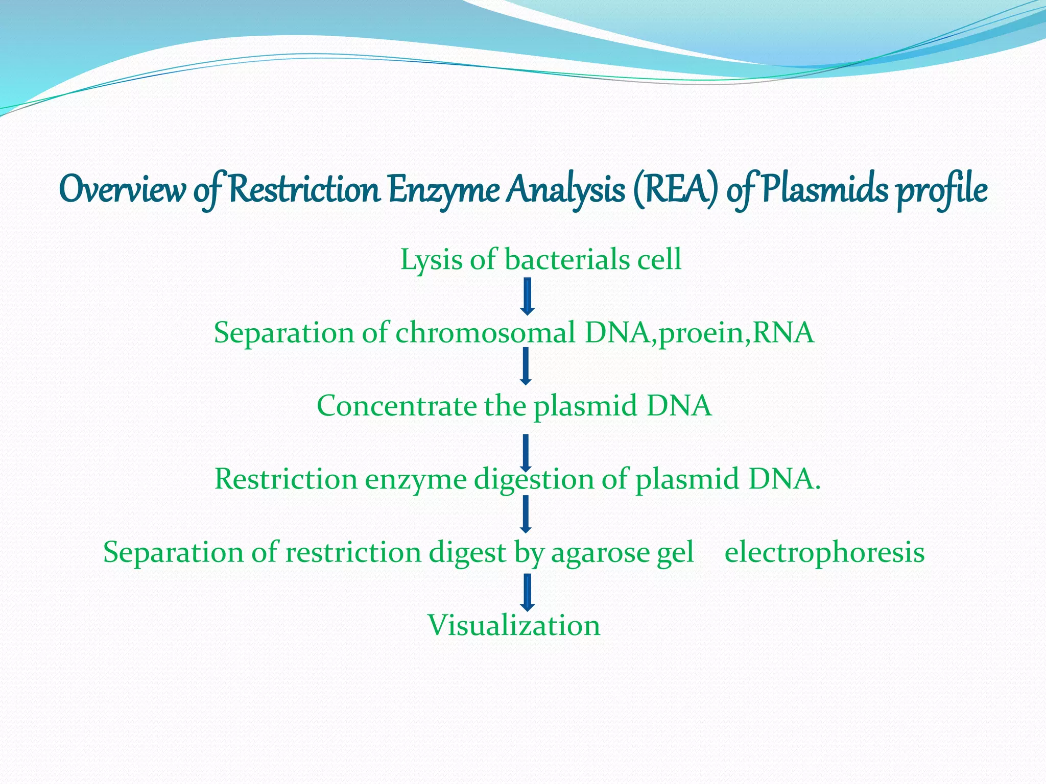 Plasmid profile analysis overview | PPTX