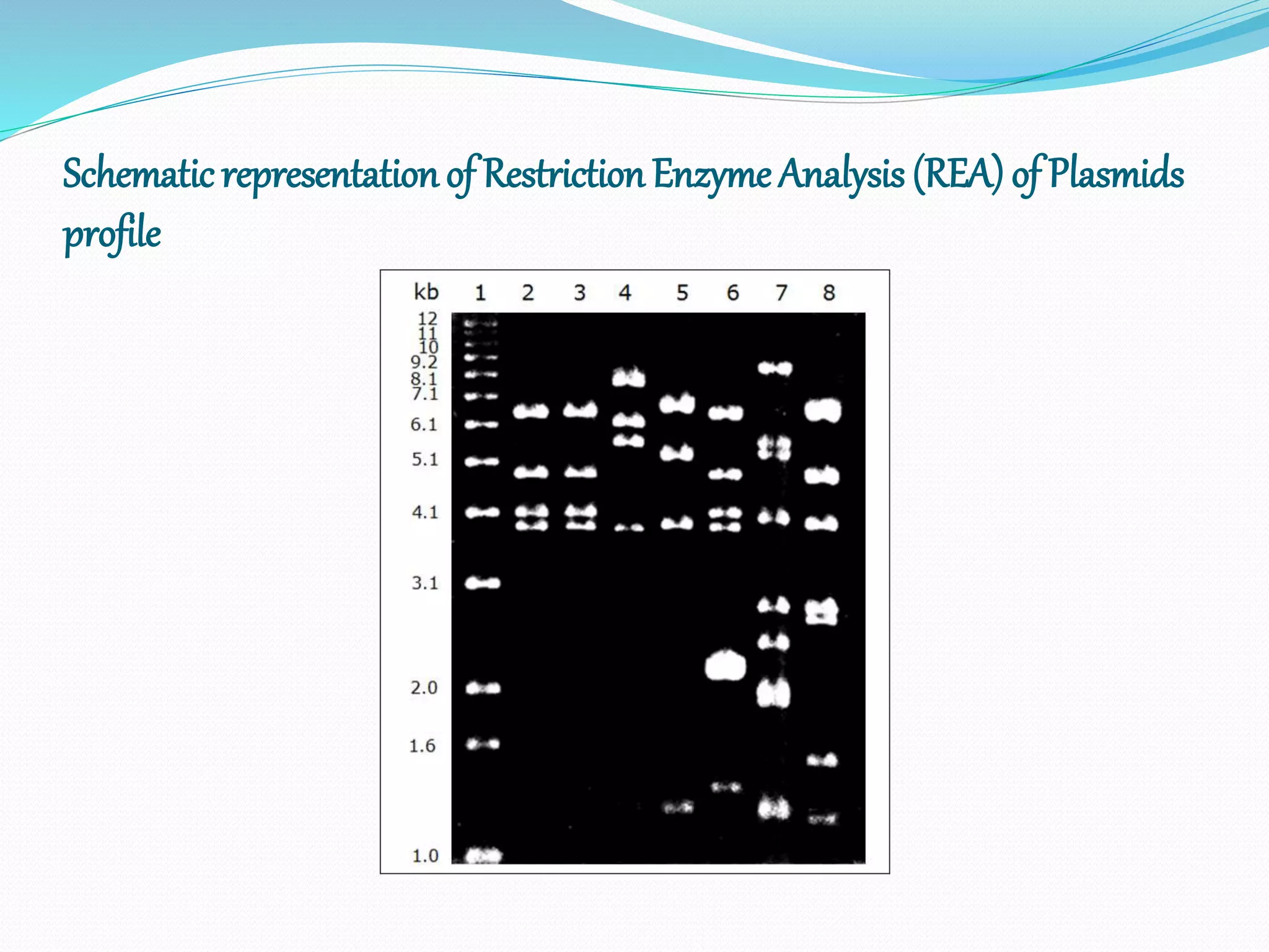Plasmid Profile Analysis Overview Pptx