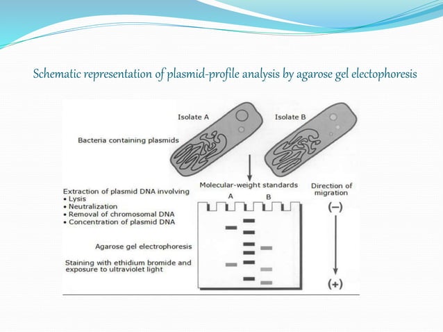 Plasmid profile analysis overview | PPTX | Genetics | Science