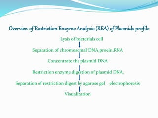 Plasmid profile analysis overview | PPTX
