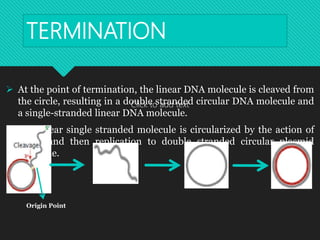 Plasmid replication -methods & types | PPTX