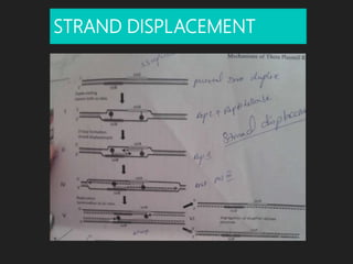 Plasmid replication -methods & types | PPTX