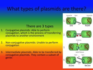 Plasmids | PPT