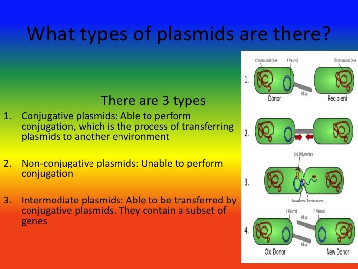 Plasmids