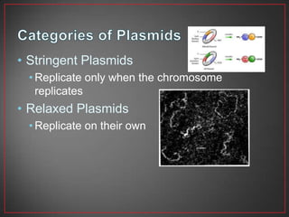 Plasmids | PPTX | Biological Sciences | Science