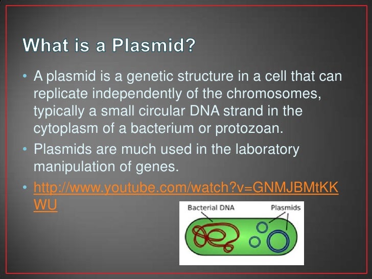 Plasmids