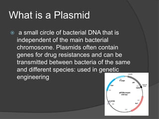 Plasmids | PPT