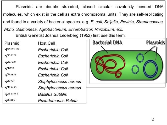Plasmids