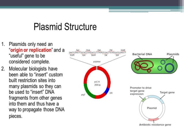 Plasmid | PPTX | Biological Sciences | Science