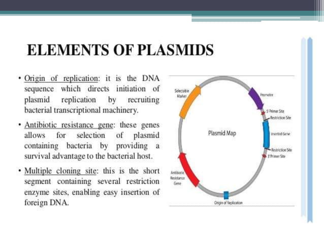 Plasmid | PPTX | Biological Sciences | Science