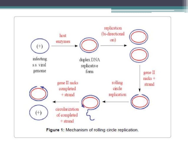 Plasmid | PPTX | Biological Sciences | Science