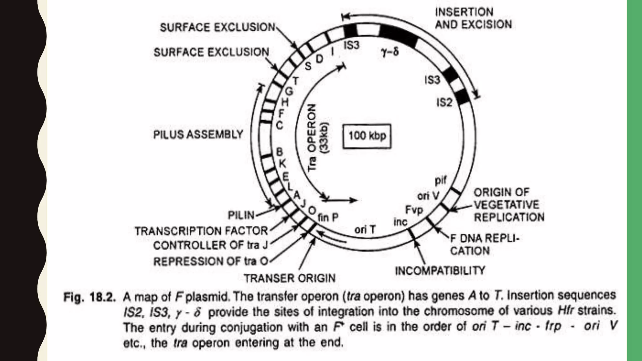 Plasmids | PPTX