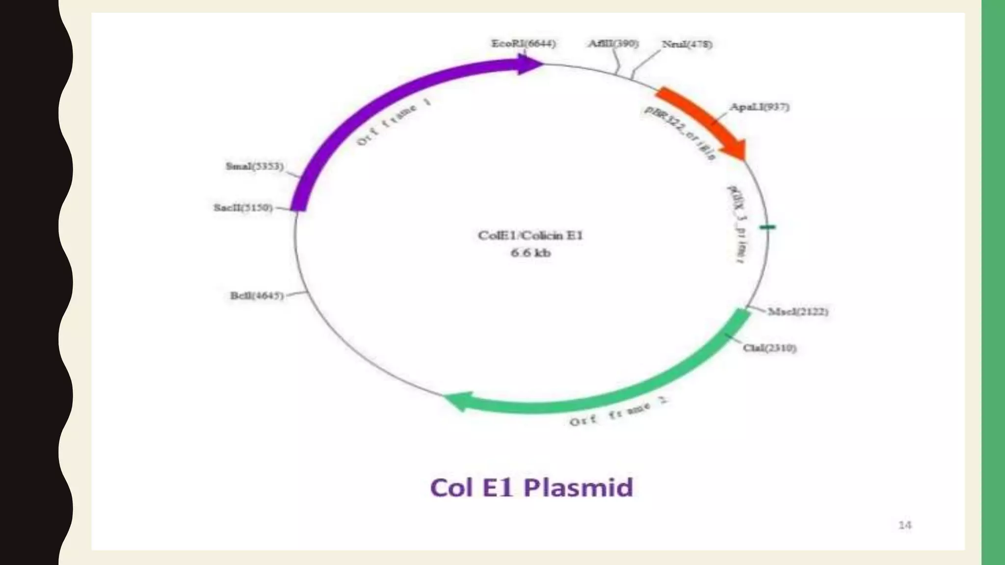 Plasmids | PPTX