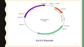 Plasmids | PPTX