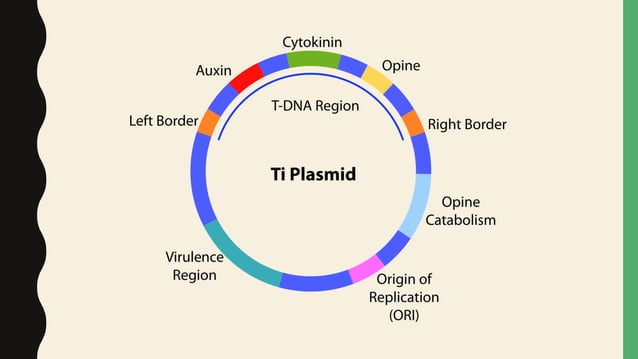 Plasmids | PPTX