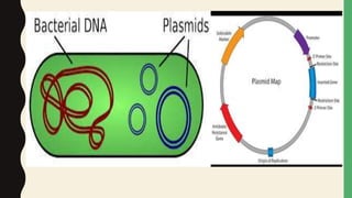 Plasmids | PPTX