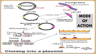 Plasmids and its types | PPT