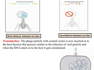 Plasmids(microbiology) | PPTX
