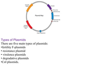 Plasmids(microbiology) | PPTX