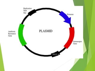 Plasmids | PPT