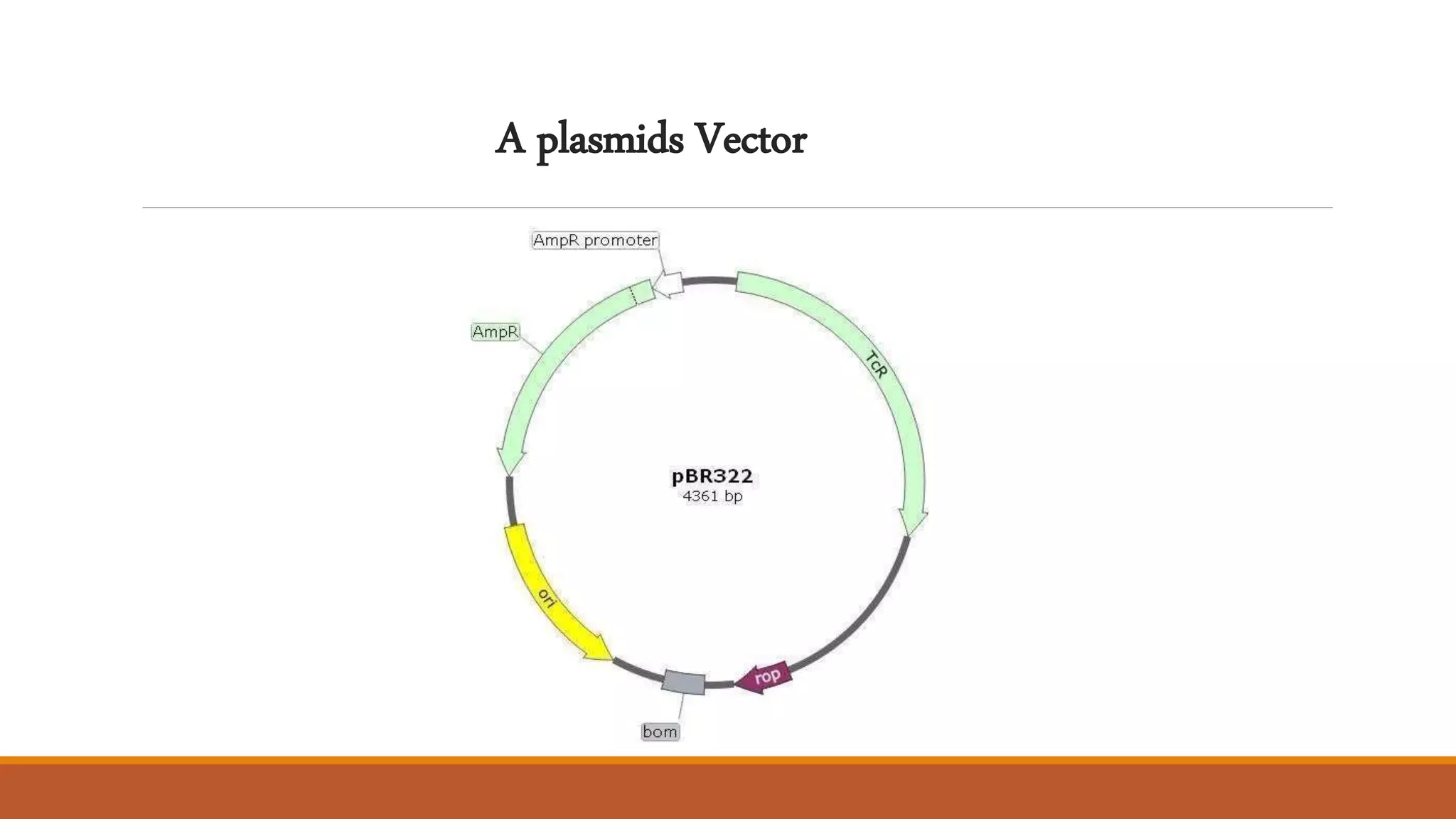 Plasmids | PPTX