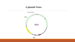 Plasmids | PPTX