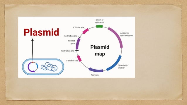 Plasmids-Structure,Types & Functrions.pptx