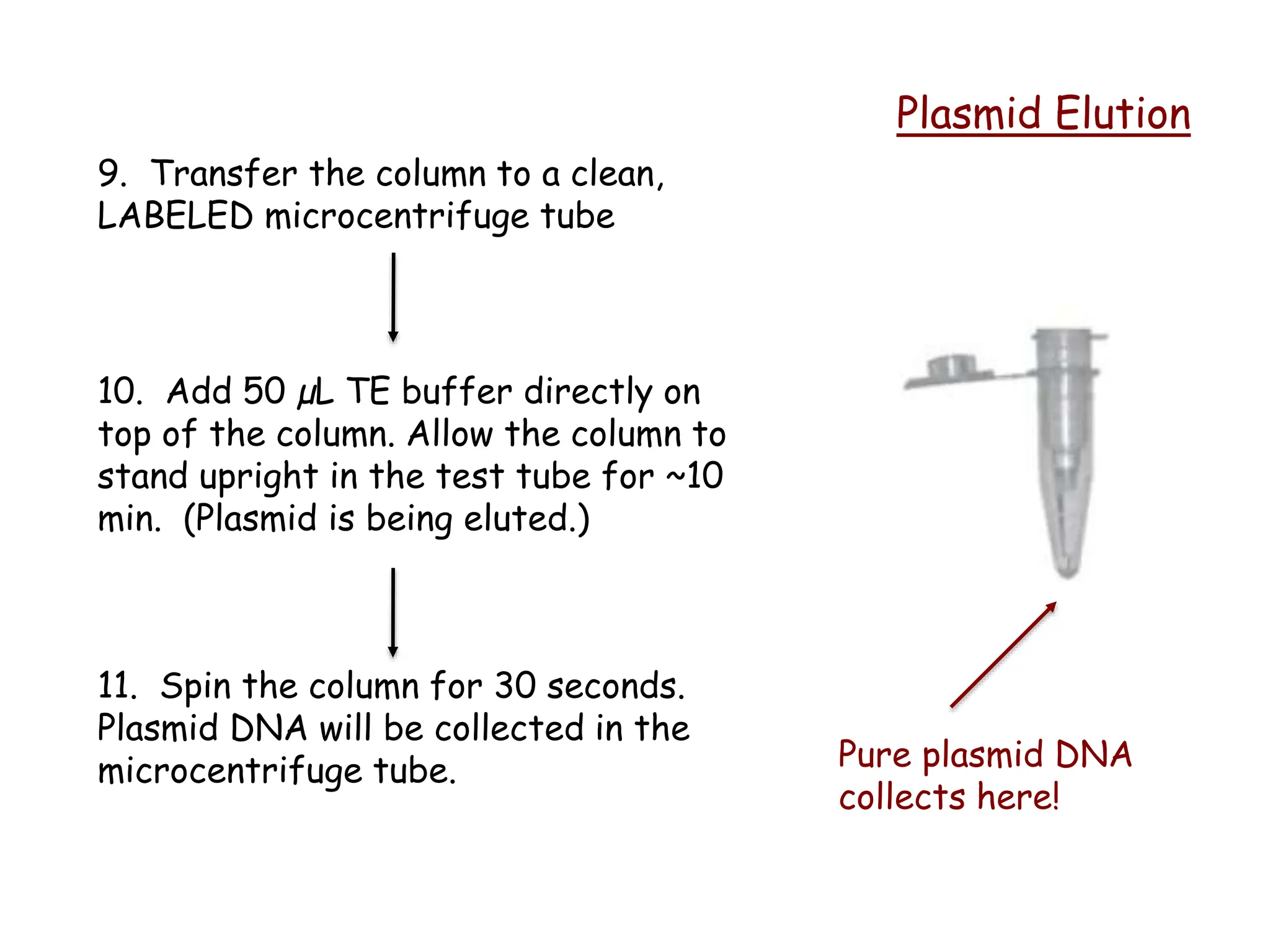Plasmids and their features for genetic engineering | PPT