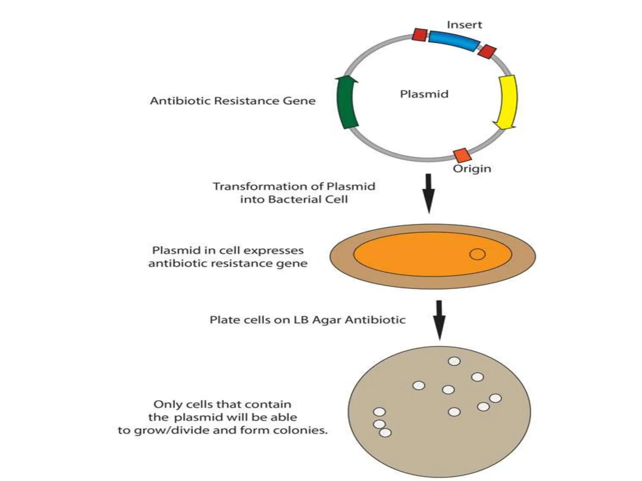 Plasmids and their features for genetic engineering | PPT