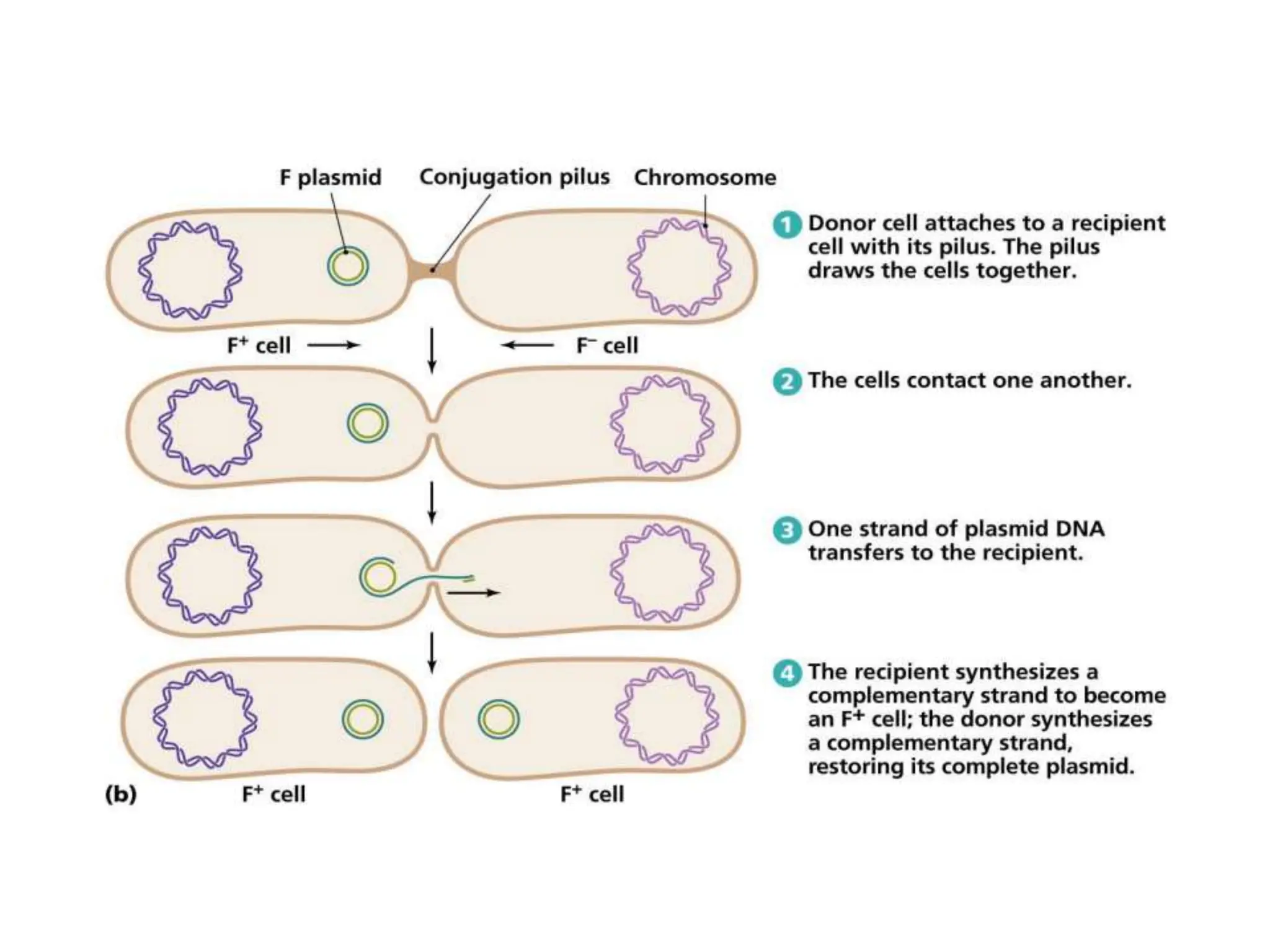 Plasmids and their features for genetic engineering | PPT