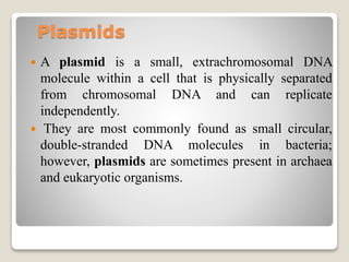 Plasmids and bacteriophages | PPTX | Biological Sciences | Science