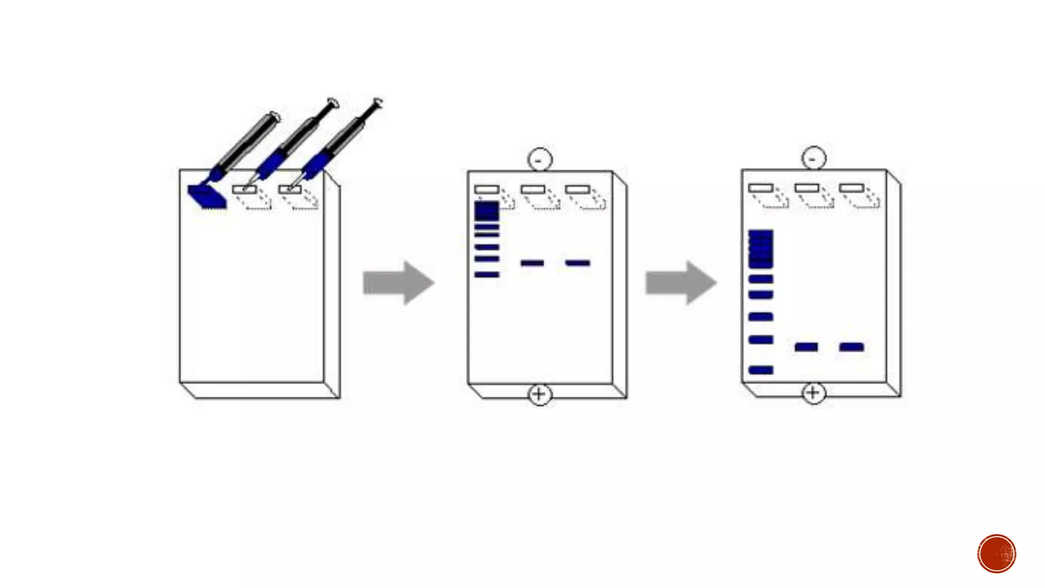 Plasmids and Gel Electrophoresis | PPTX
